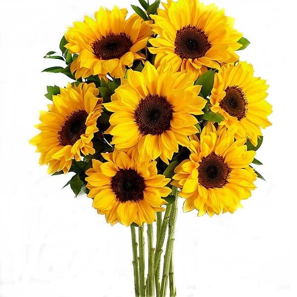 Saulėgrąžų puokštė | Gėlių pristatymas užsisakius internetu Vilniuje ...